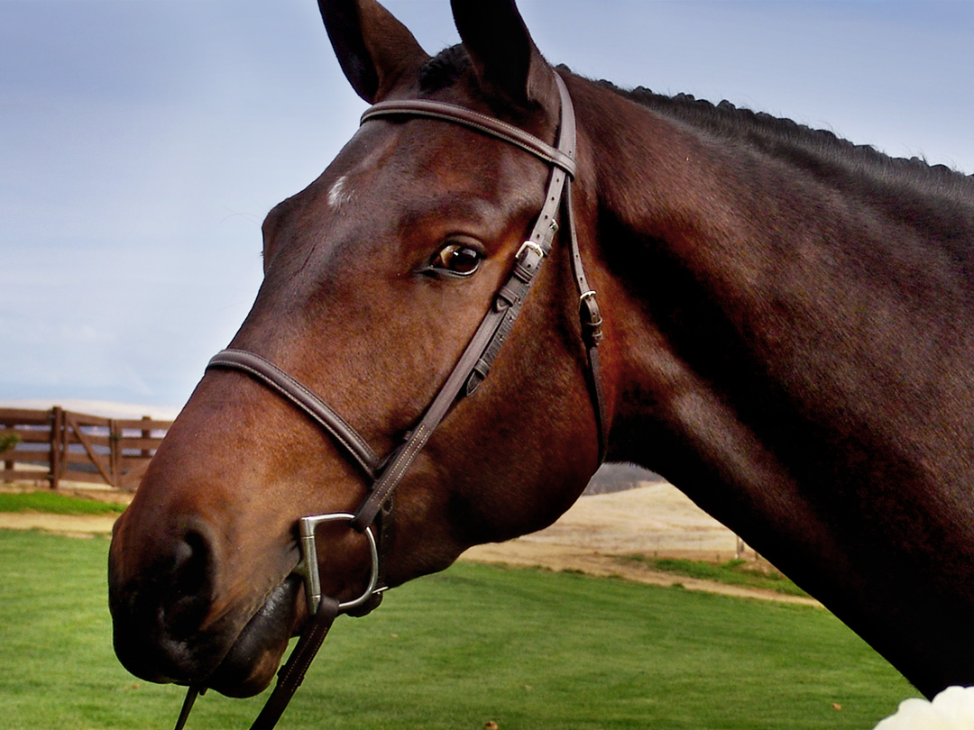 Silverhorne Sporthorse | Sales